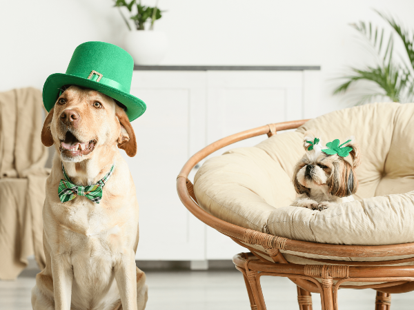 Ways To Celebrate St. Patrick's Day with Your Pets! – Guardian’s Choice Pet