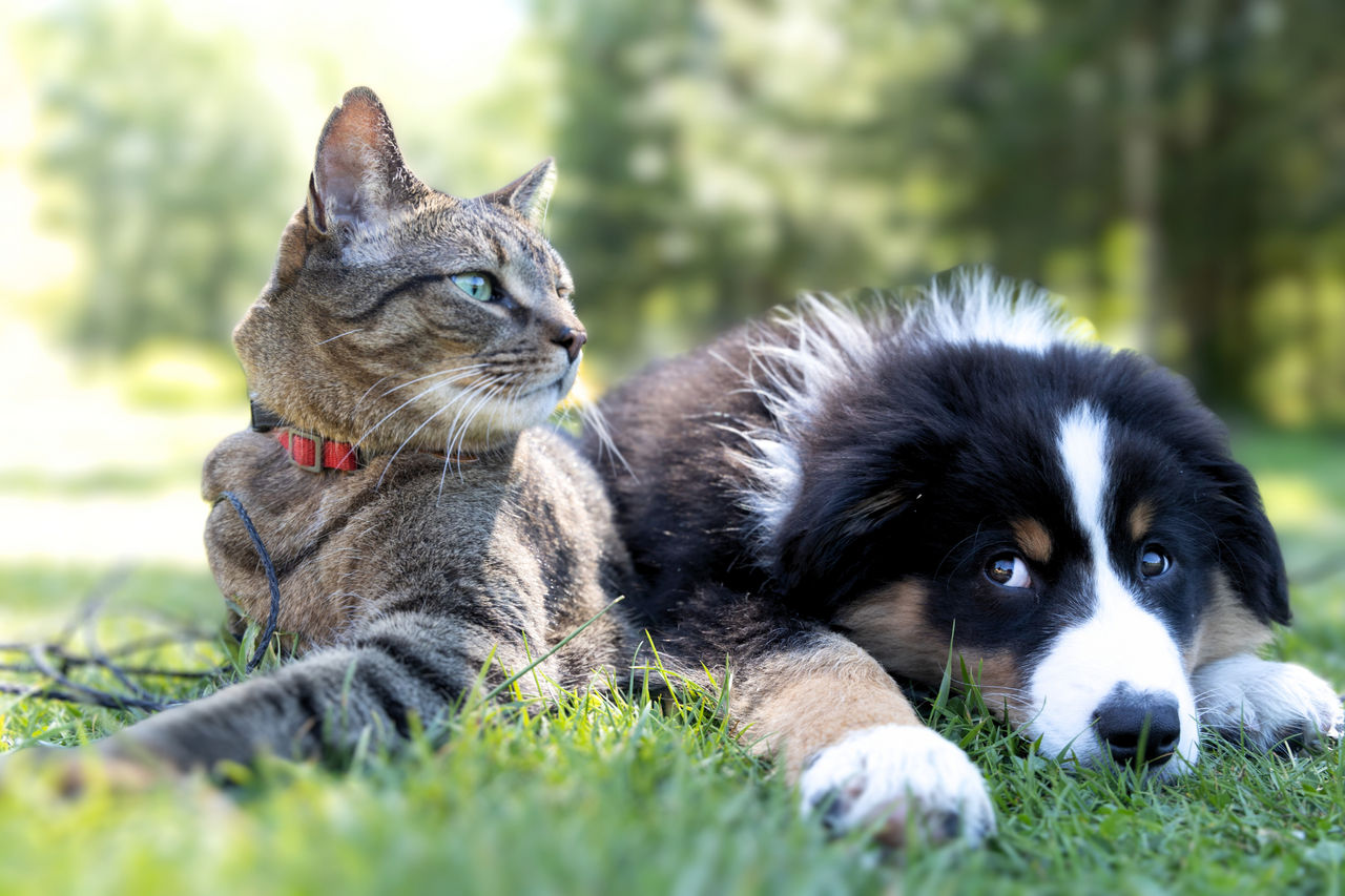 Flea and Tick Awareness Month: Protecting Our Furry Friends – Guardian ...